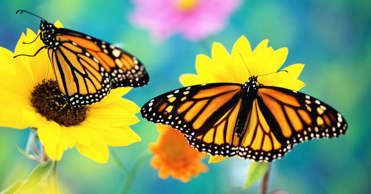 Señales del universo: el significado de las mariposas - Observando el ...